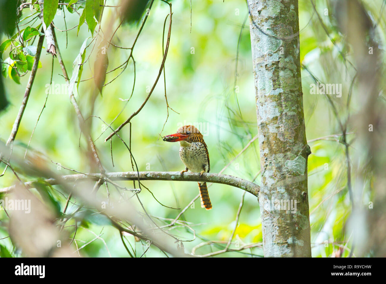Male of Banded Kingfisher (Lacedo pulchella) the beautiful striped blue ...
