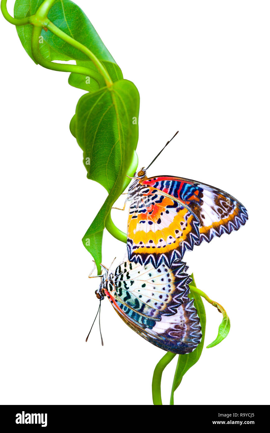 The leopard lacewing butterfly,Cethosia cyane, is hanging on a Leaves ...