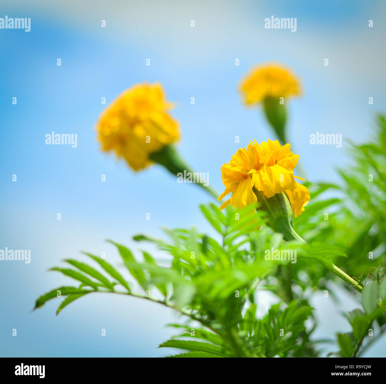 Young buds of marigold flower yellow in the garden and sky background ...