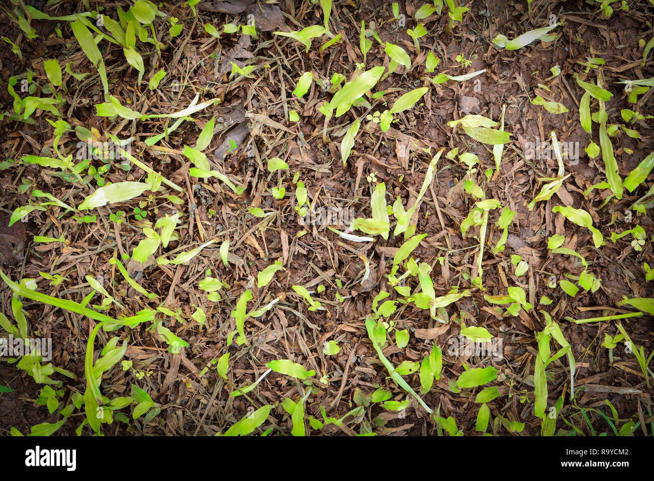 Green planting growing up on ground / Seeding of small grass fresh ...