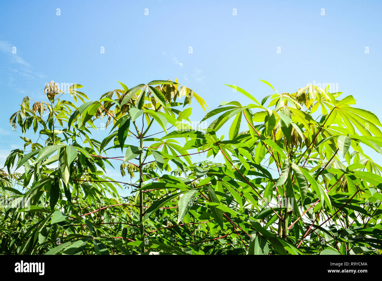 Cassava tree hi-res stock photography and images - Alamy