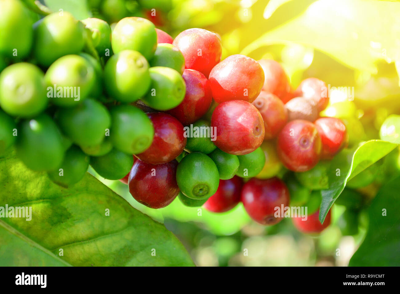 Coffee on tree / Arabicas raw and ripe coffee bean in field and ...