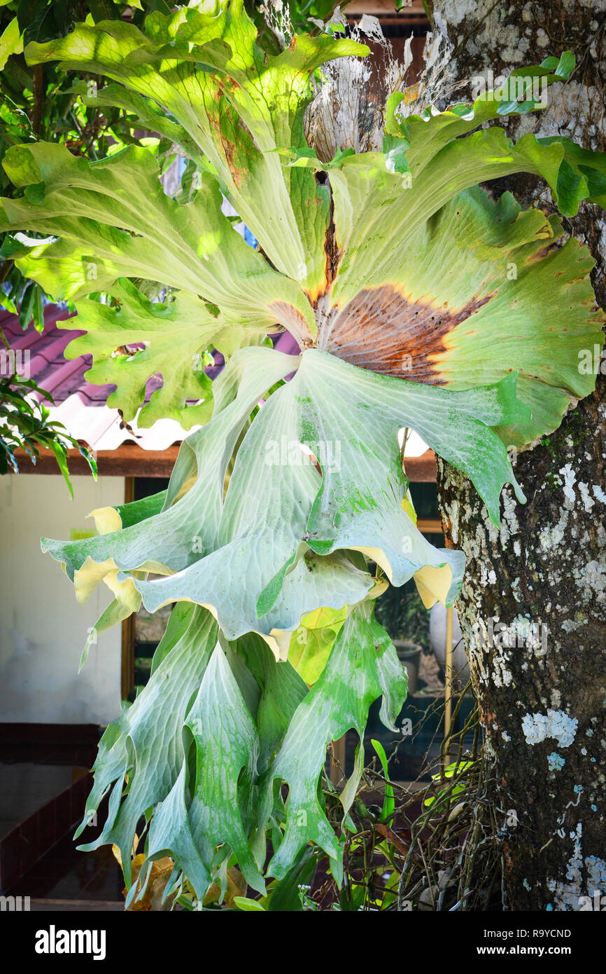 Elkhorn fern hi-res stock photography and images - Alamy