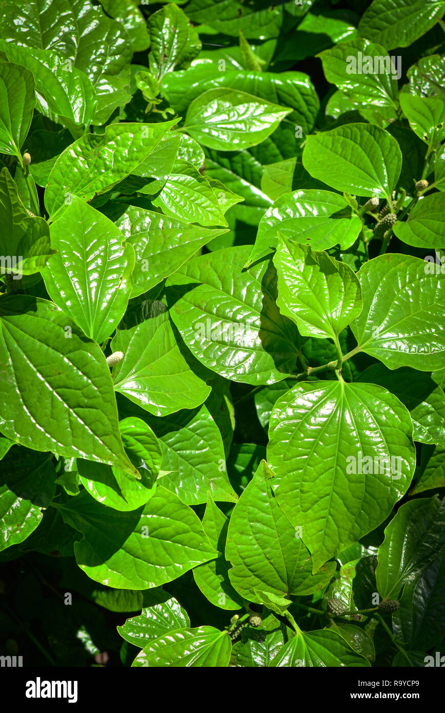 Wild betel leafbush texture background / Green leaf of herbs and ...