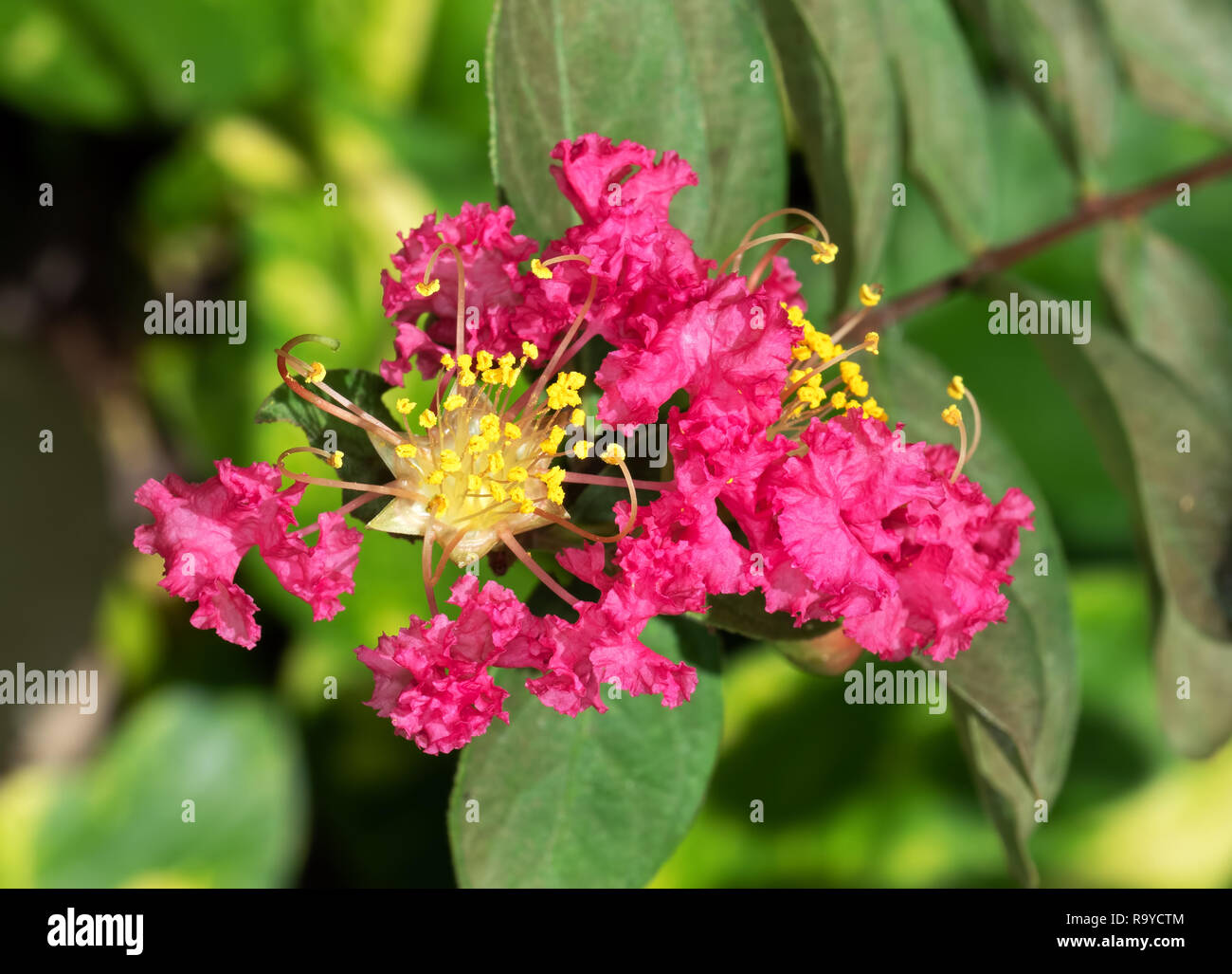 Closeup Pink Flower of Pride of India Tree Isolated on Nature ...
