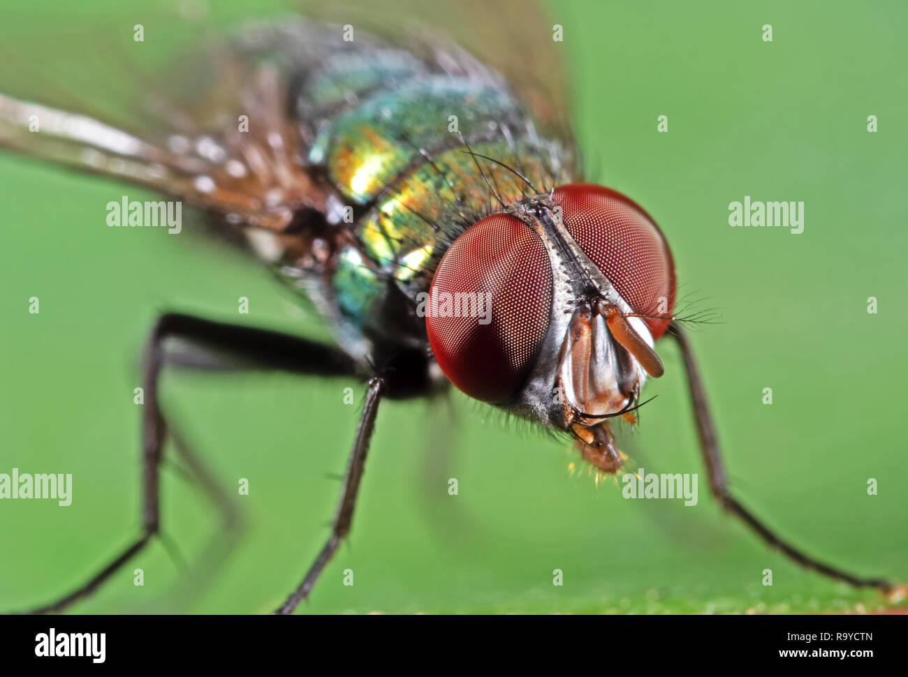 Macro Photography of Head of Blowfly on Green Leaf Stock Photo - Alamy