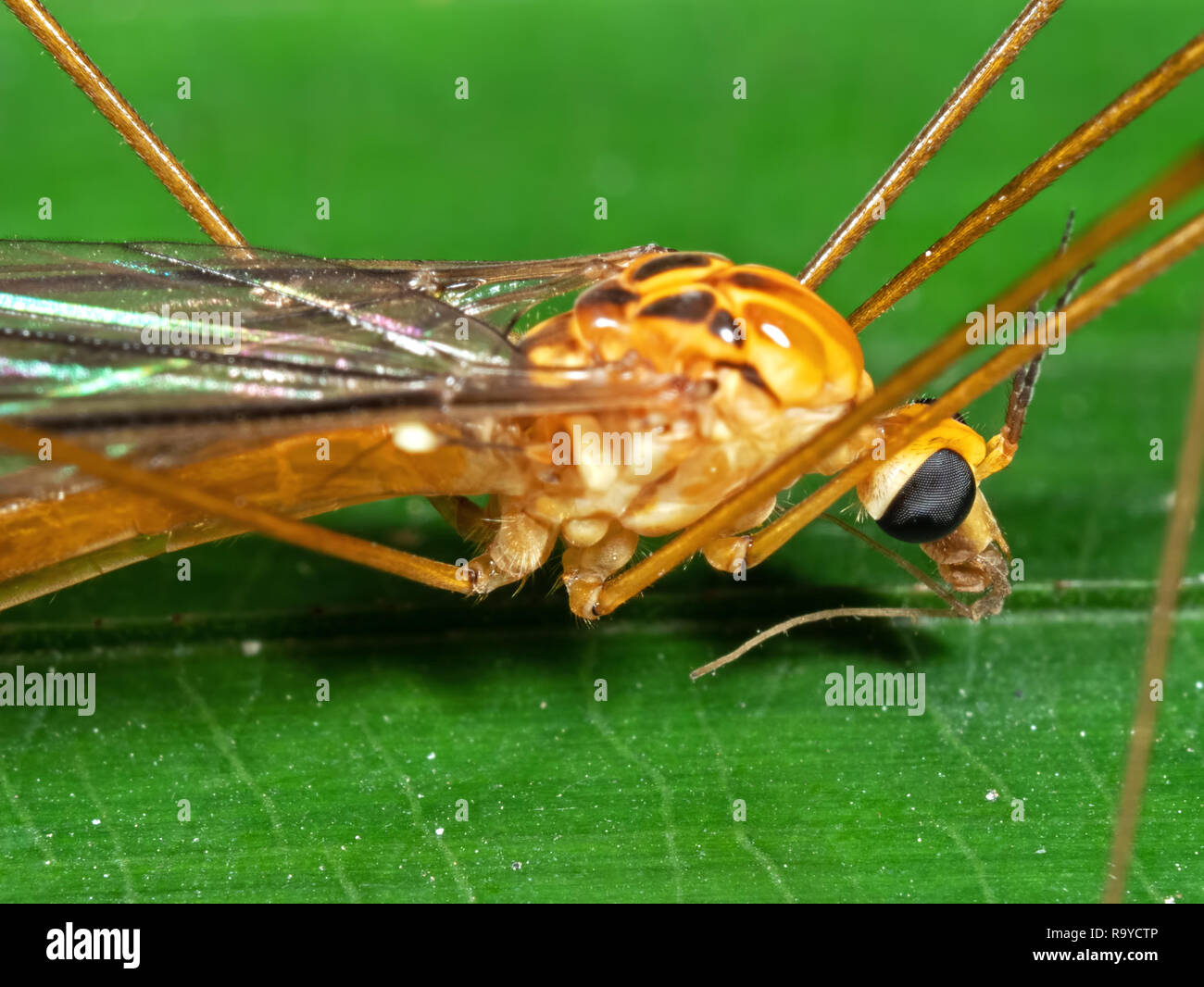 Macro Photography of Orange Crane Fly on Green Leaf Stock Photo - Alamy