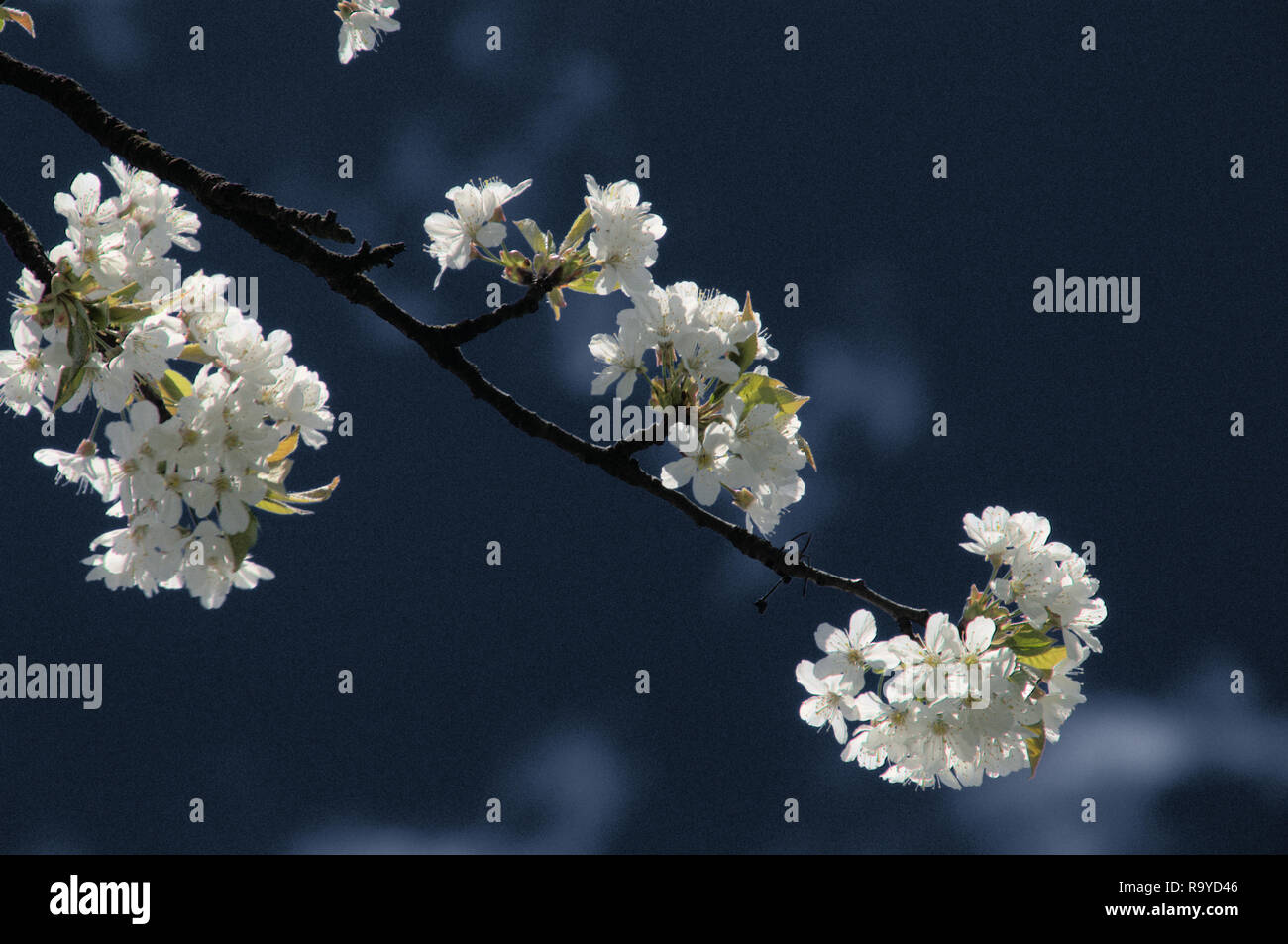 Cherry blossom against the sky in Berschis, Swiss Alps Stock Photo - Alamy