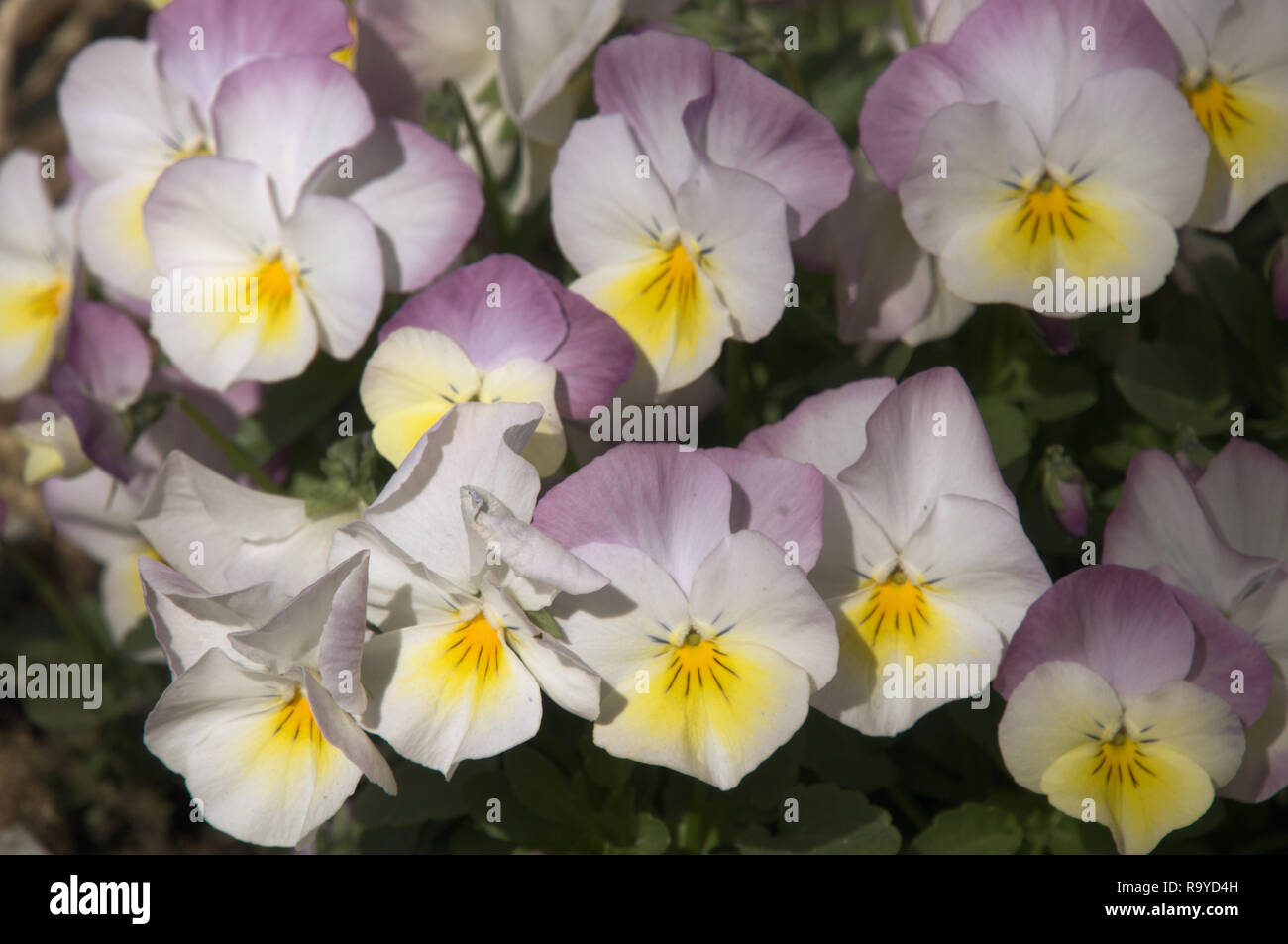 Potted pansies in Summer Sun Stock Photo - Alamy