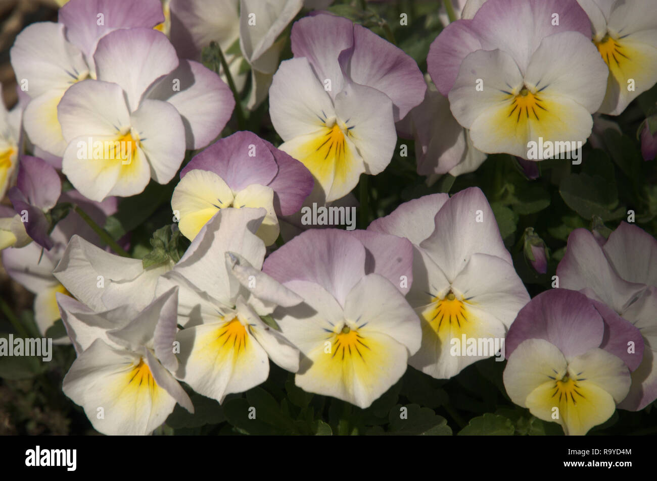 Potted pansies in Summer Sun Stock Photo - Alamy