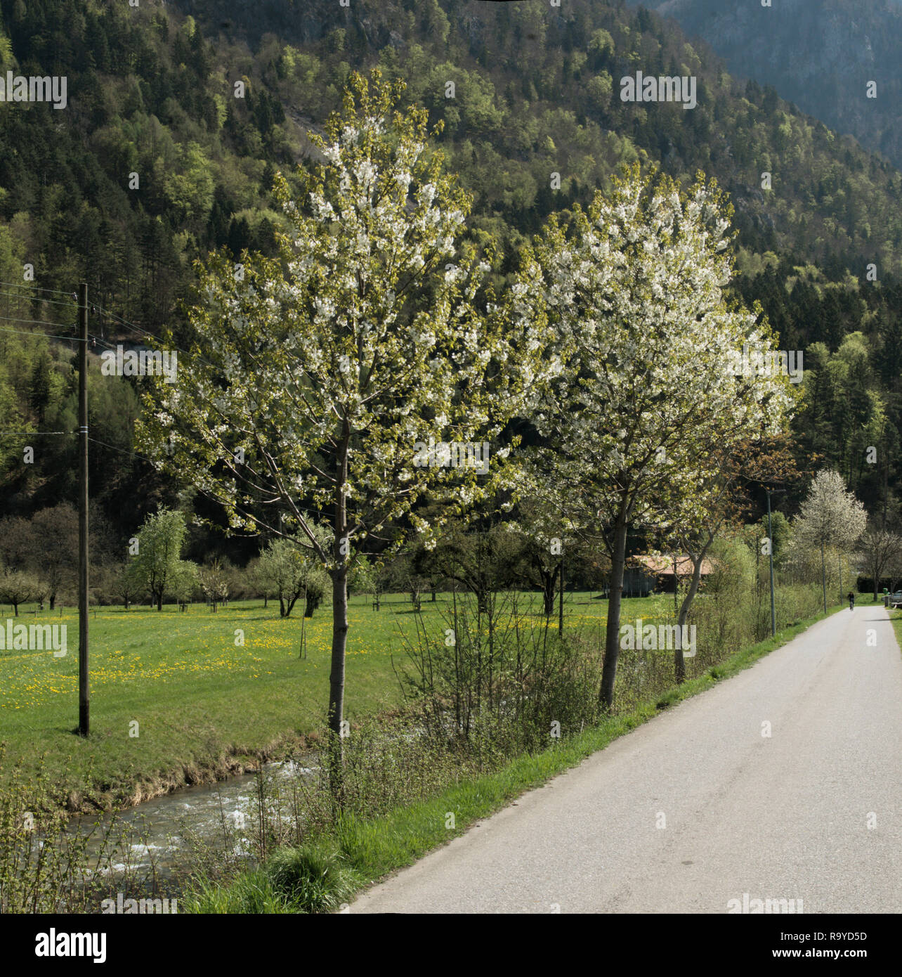 Bignell hi-res stock photography and images - Alamy