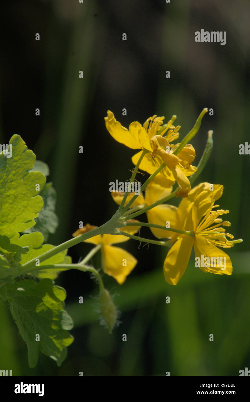 Yellow crucifer; wild mustard variety in Swiss cottage garden Stock ...