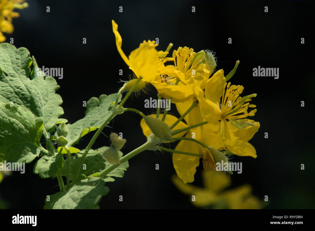 Yellow crucifer; wild mustard variety in Swiss cottage garden Stock ...