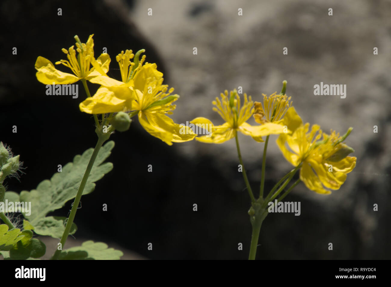 Yellow crucifer; wild mustard variety in Swiss cottage garden Stock ...