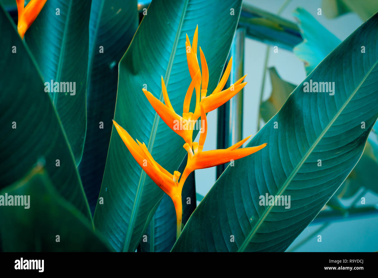 Heliconia psittacorum or Golden Torch flowers with green leaves ...