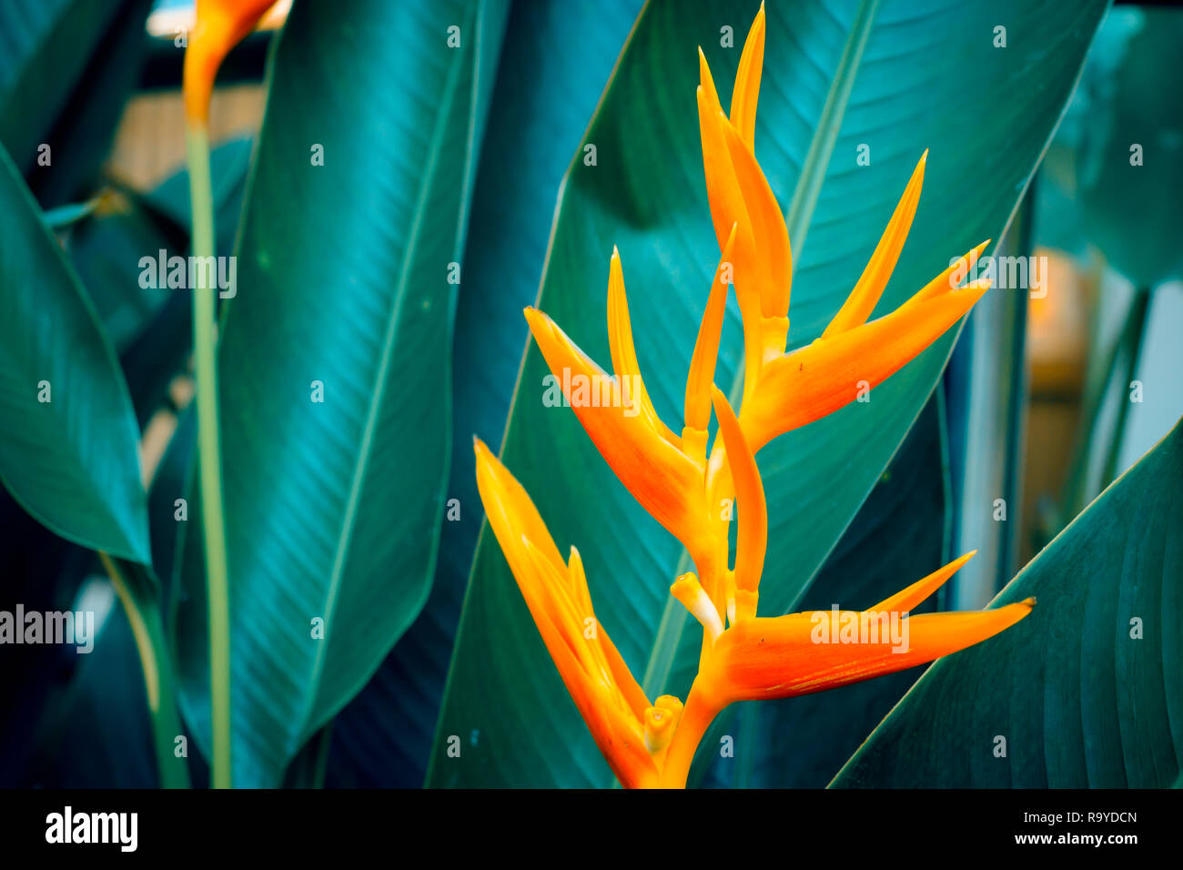 Heliconia psittacorum or Golden Torch flowers with green leaves ...