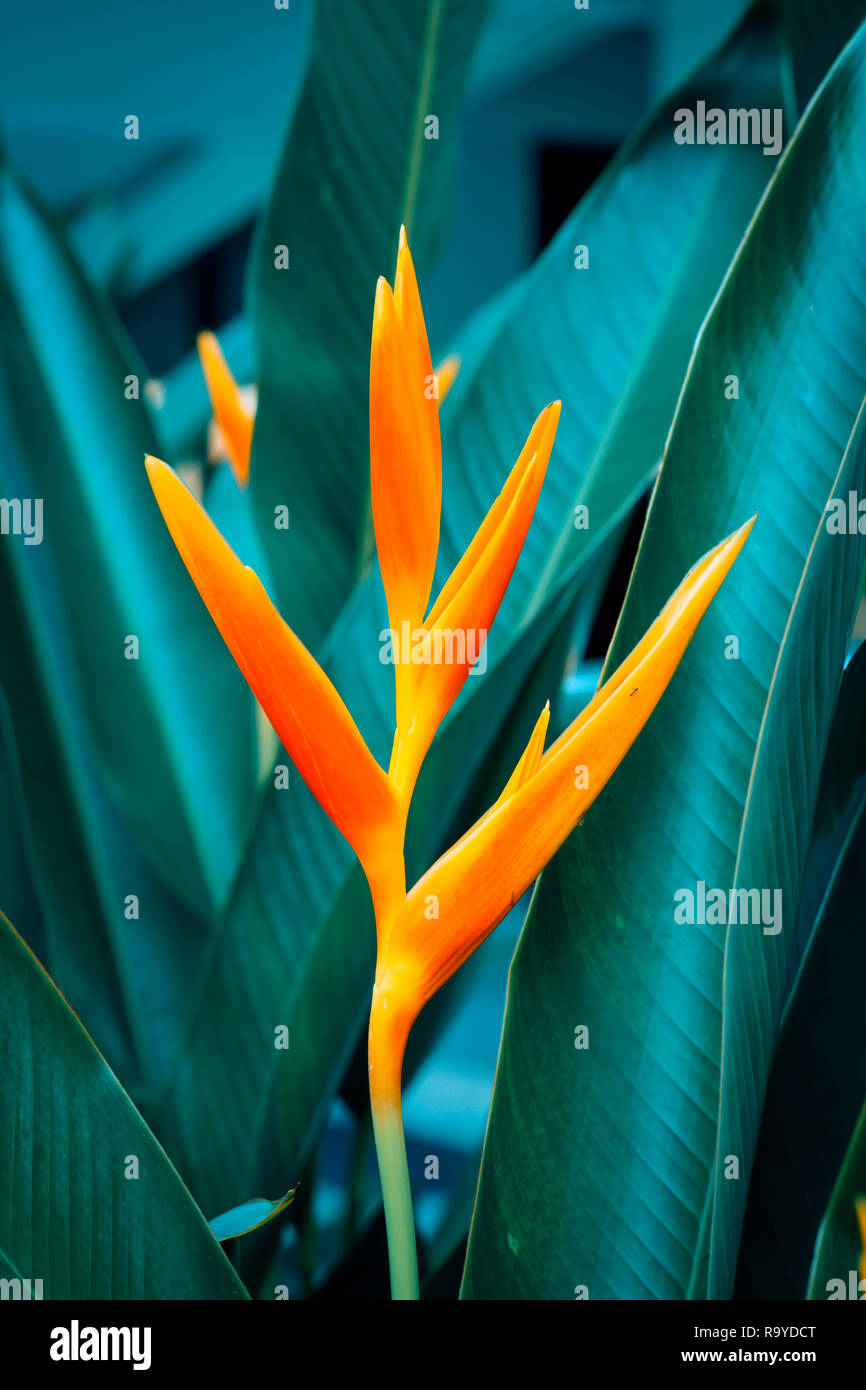Heliconia psittacorum or Golden Torch flowers with green leaves ...