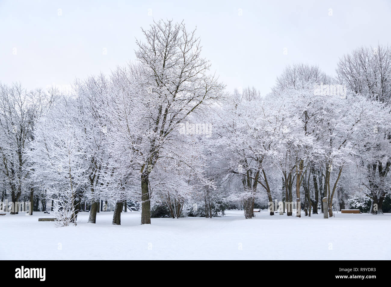 Snow-covered trees in a public park Stock Photo - Alamy