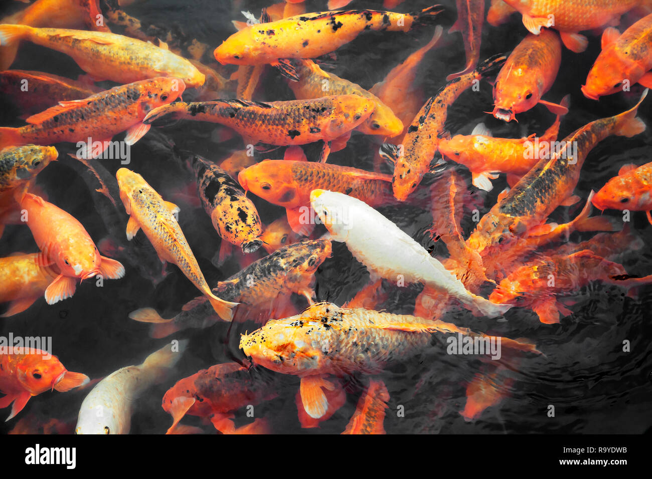 Many koi fish in a pond in Imperial City of Hue, Vietnam Stock Photo ...