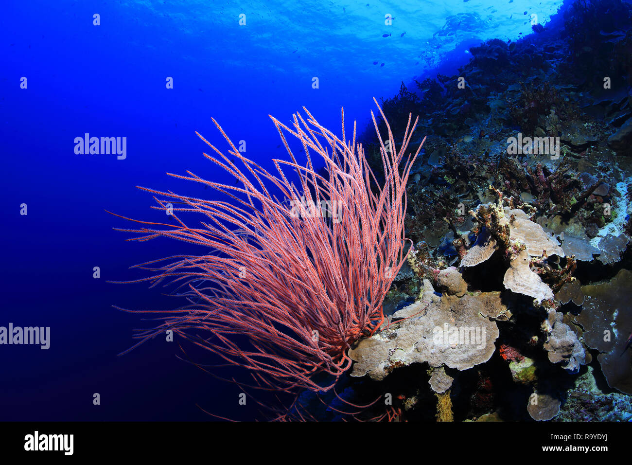 Beautiful Corals underwater in the Great Barrier Reef of Australia ...