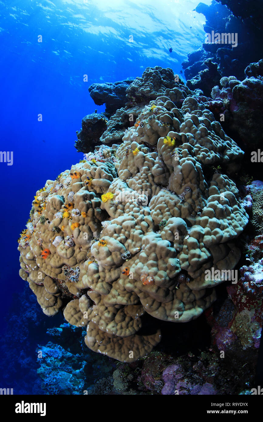 Beautiful Coral With Colourful Christmas Tree Worms Spirobranchus