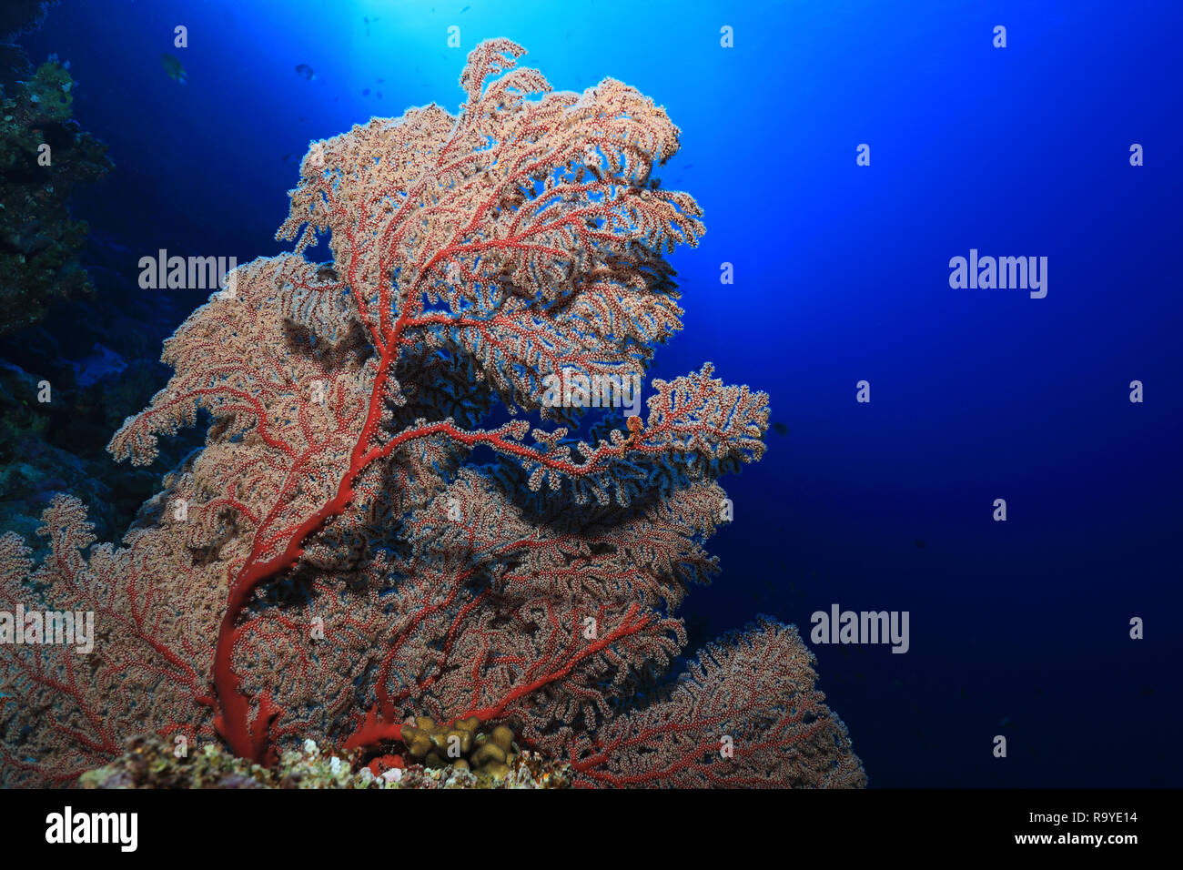 Beautiful Coral underwater in the Great Barrier Reef of Australia Stock ...