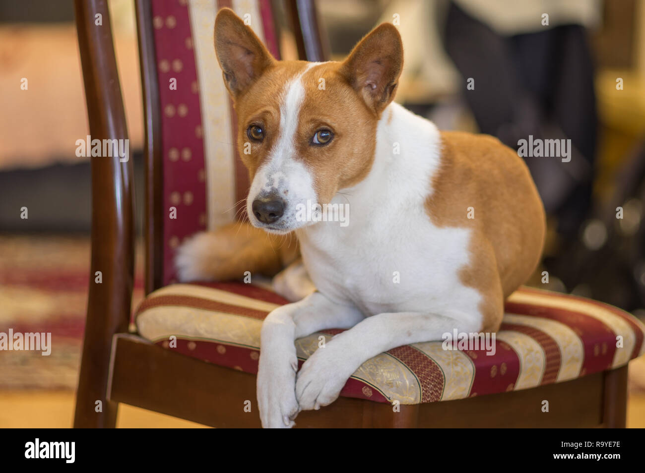 Indoor portrait of basenji dog resting on a striped human chair Stock ...