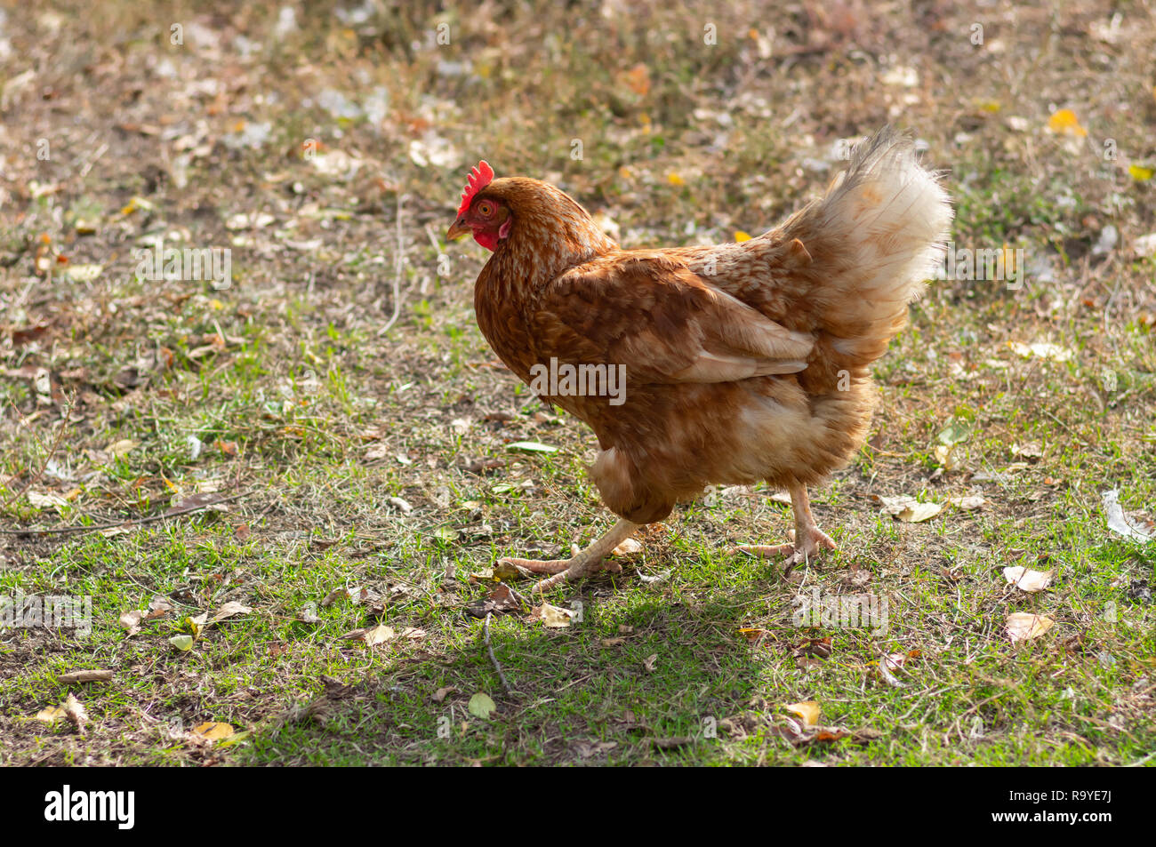 Outdoor portrait of laying hen walking in poultry-yard at fall season ...