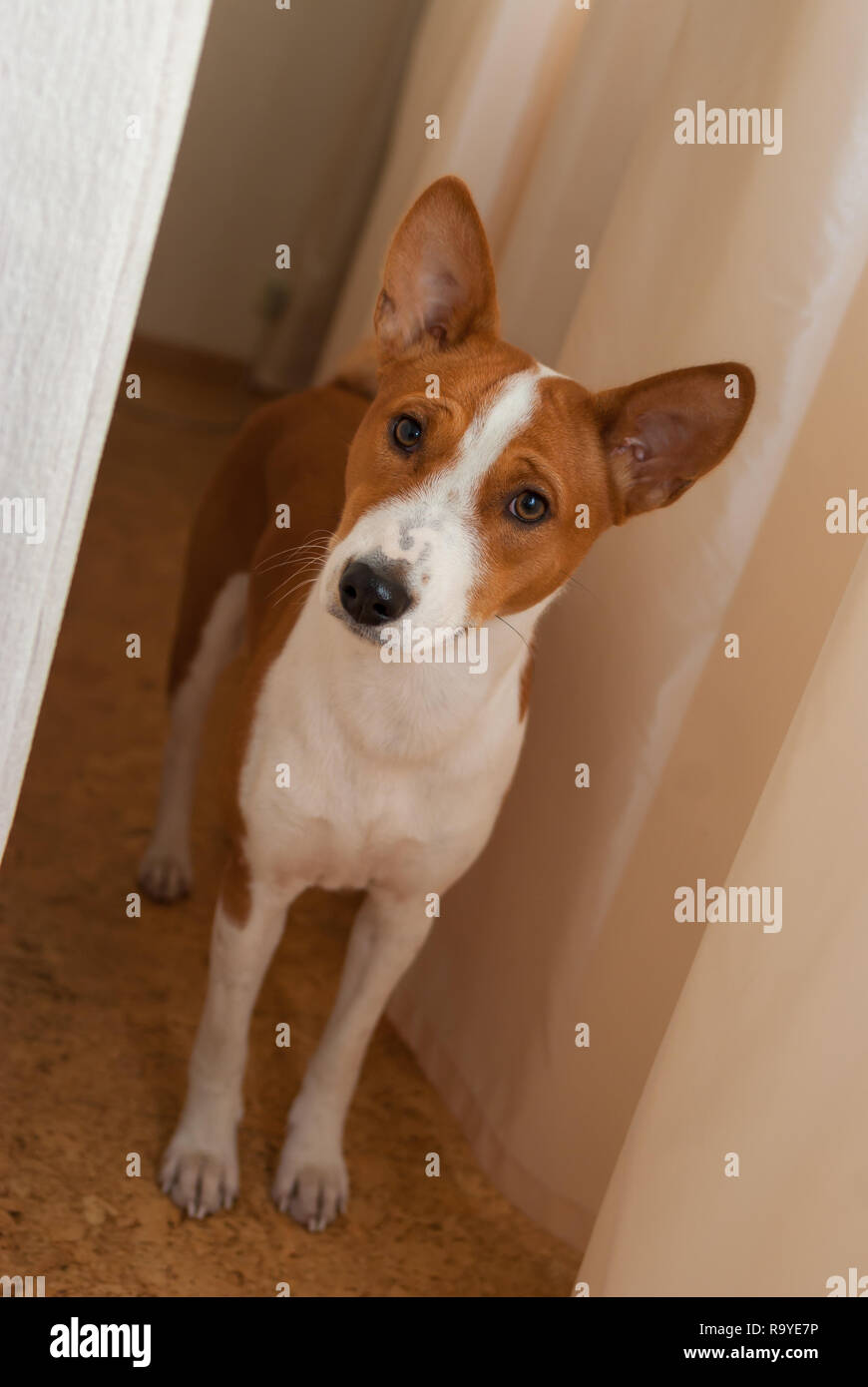 Indoor full body portrait of curious Basenji dog (11 month old Stock ...