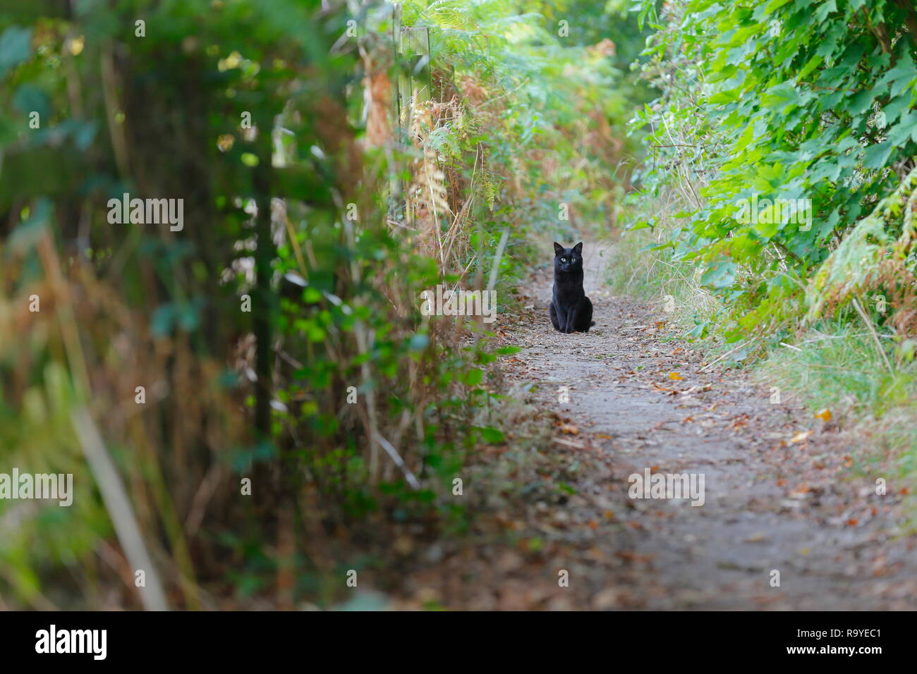 A Black Cat sits on a footpath which superstitious people say is bad ...