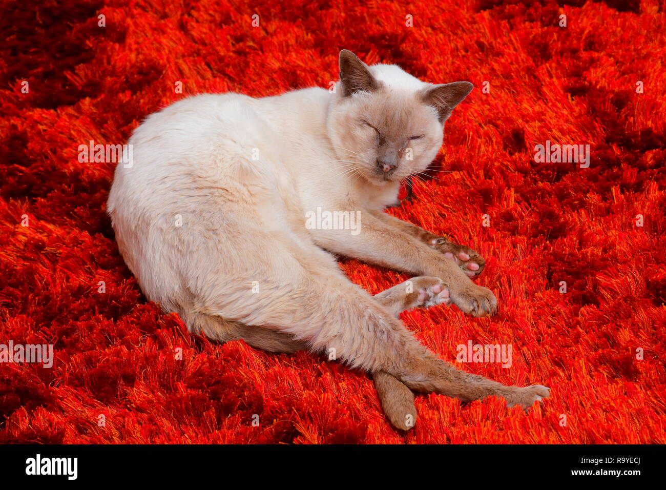Domestic cat siamese cat hi-res stock photography and images - Alamy