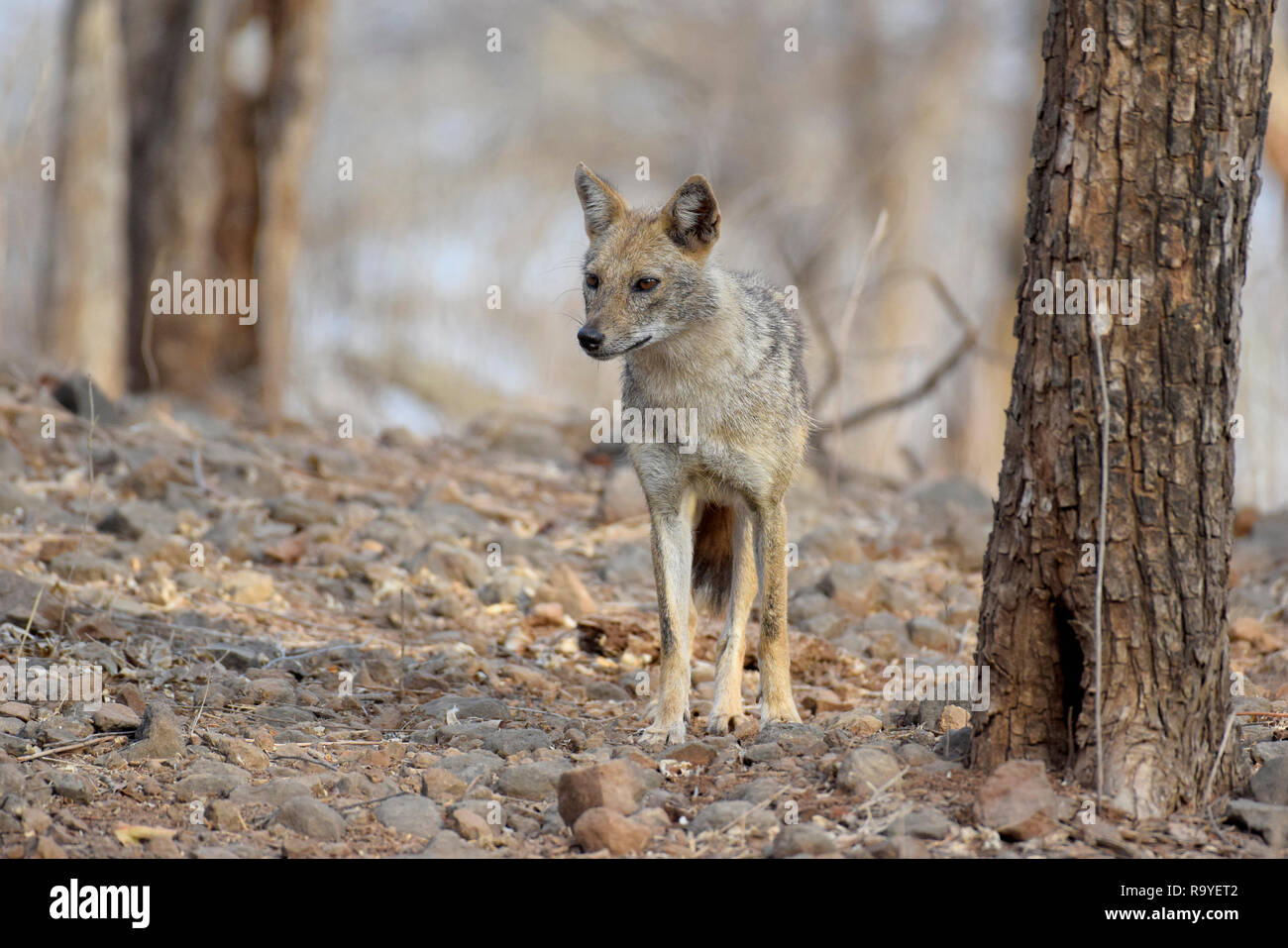 Cape jackals hi-res stock photography and images - Alamy
