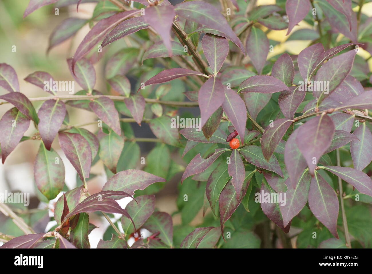 Winged Spindle (Euonymus alatus Stock Photo - Alamy