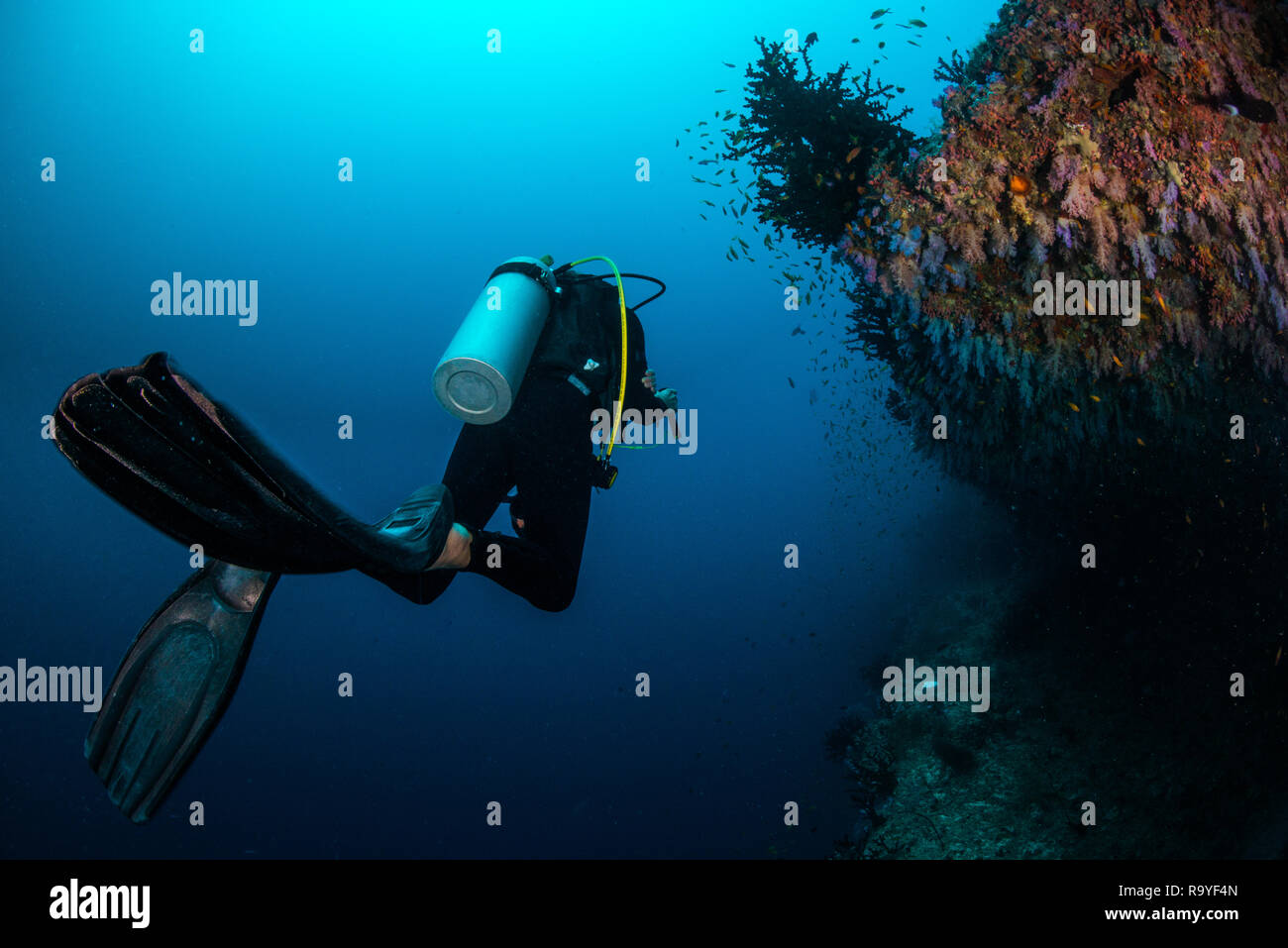 Maldives reef scenery Stock Photo - Alamy