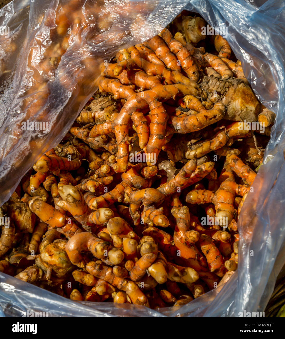 Tumeric plant hi-res stock photography and images - Alamy