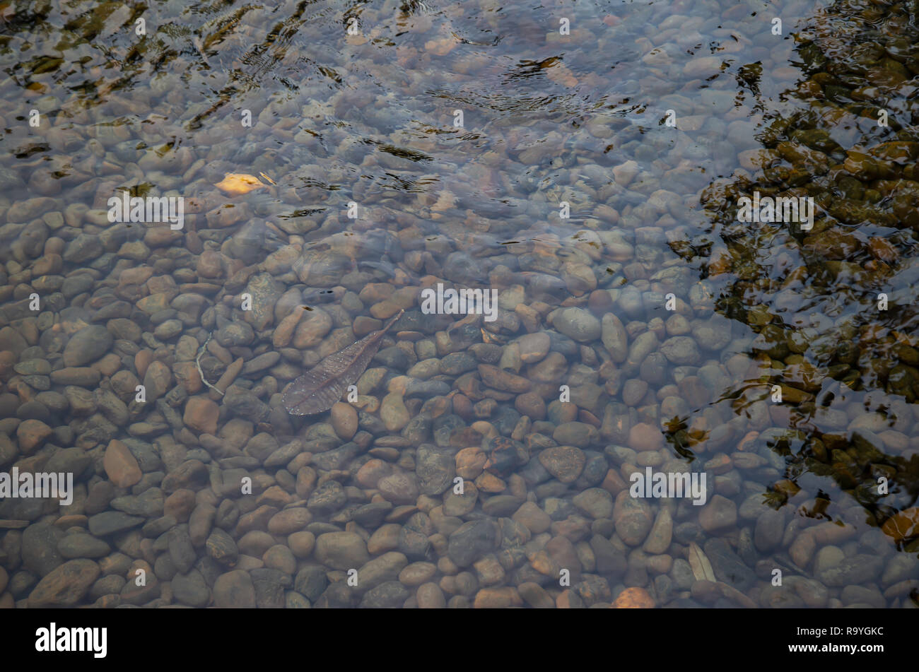 Clear water flow over colorful stones in river Stock Photo - Alamy