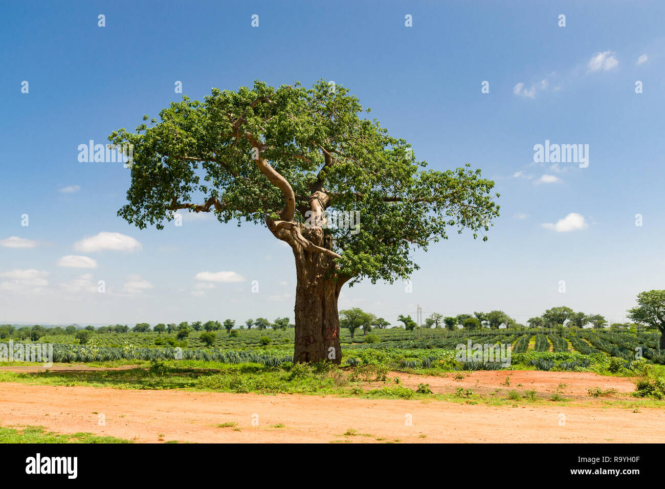 A field of Sisal plants ( Agave sisalana ) growing with Baobab trees ...