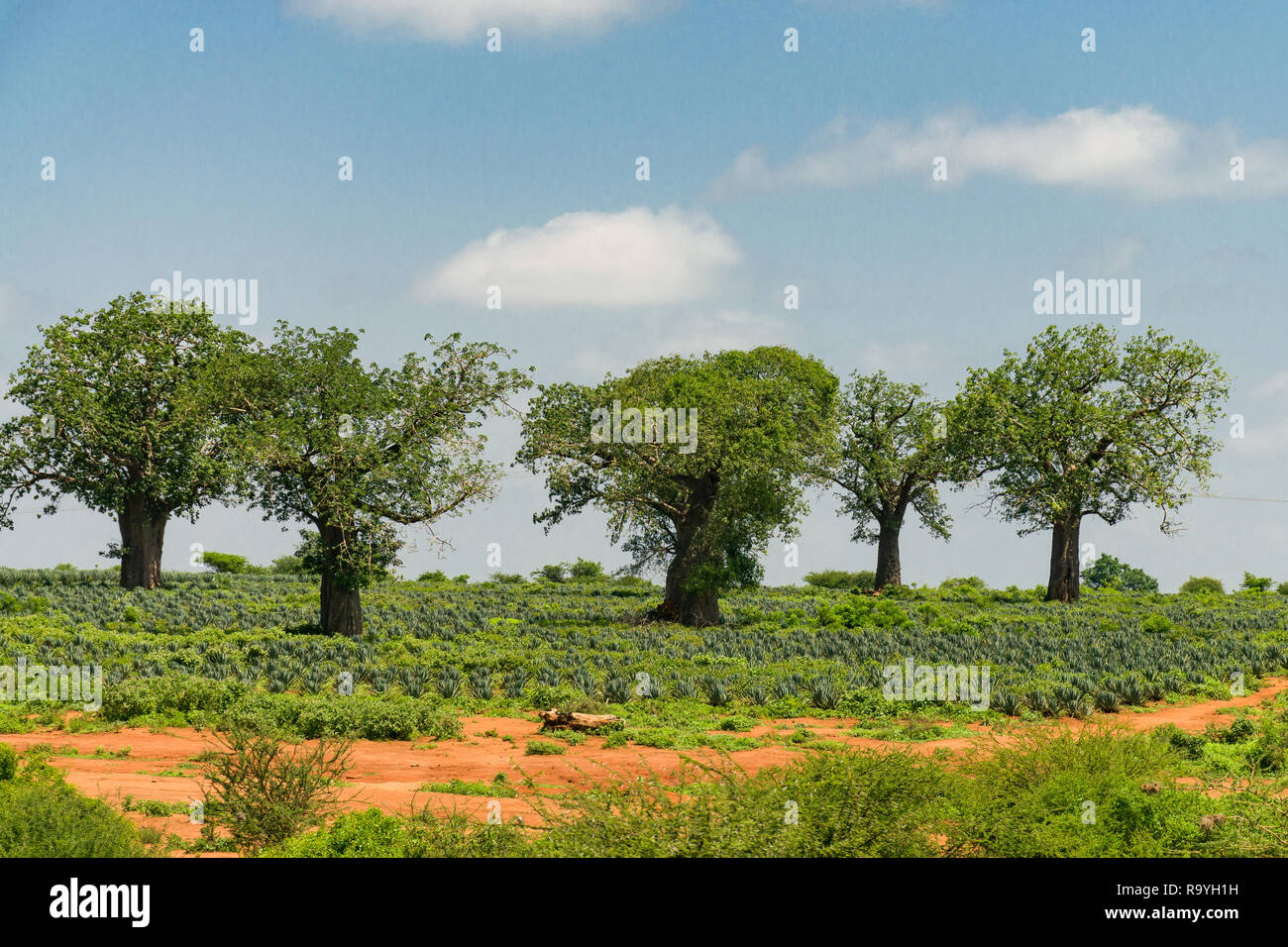 A field of Sisal plants ( Agave sisalana ) growing with Baobab trees ...