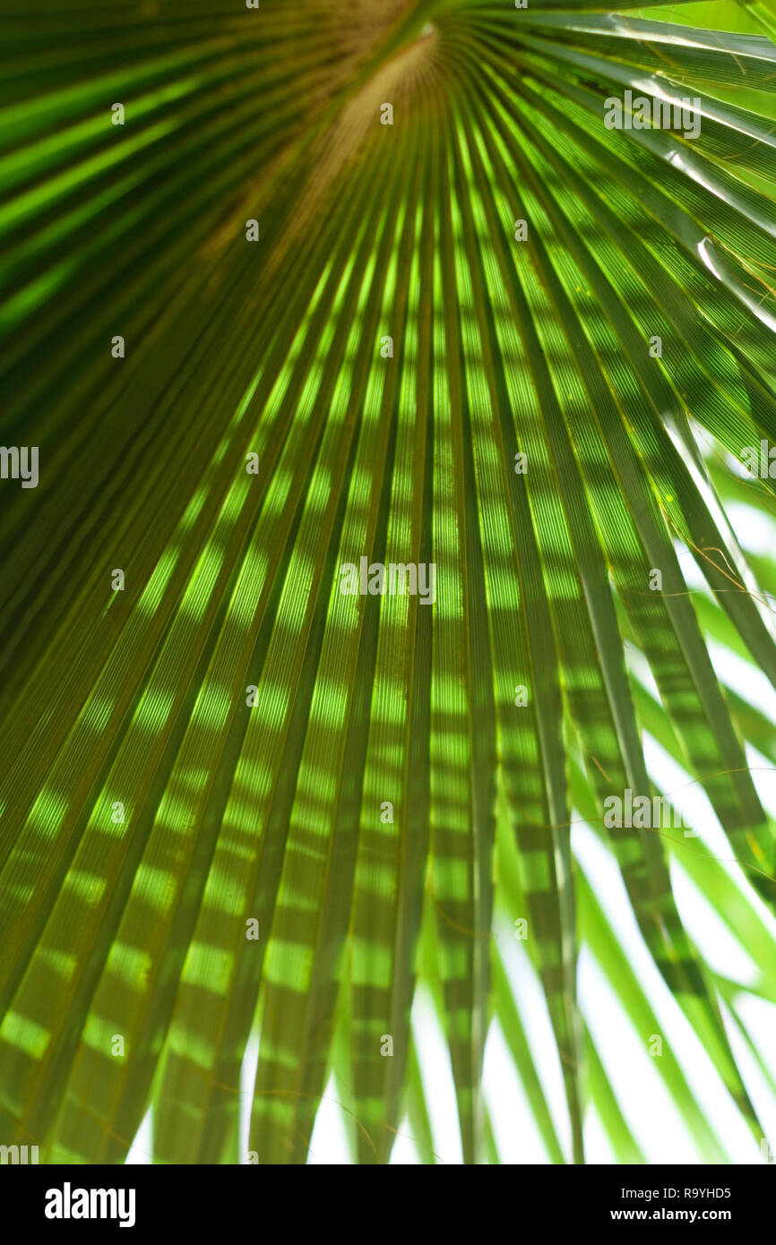 palm tree leaf - travel, exotic and tropical backgrounds styled concept ...