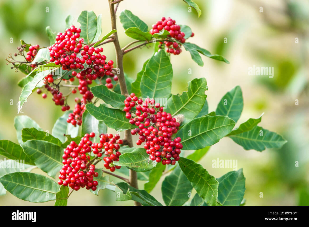 Fort Ft. Lauderdale Florida,Pembroke Pines,Chapel Trail Nature Preserve ...
