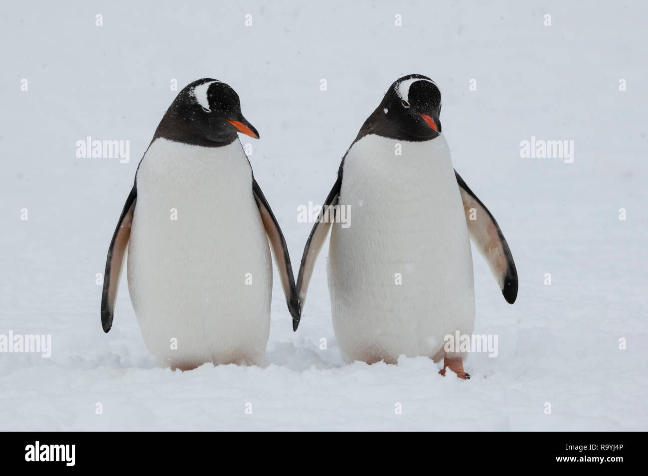 Penguins Holding Hands