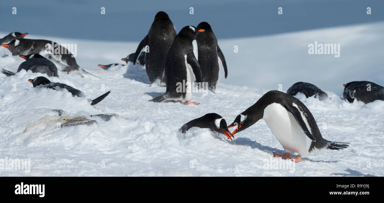 Antarctica, Gerlache Strait, Palmer Archipelago, Wiencke Island, Damoy ...