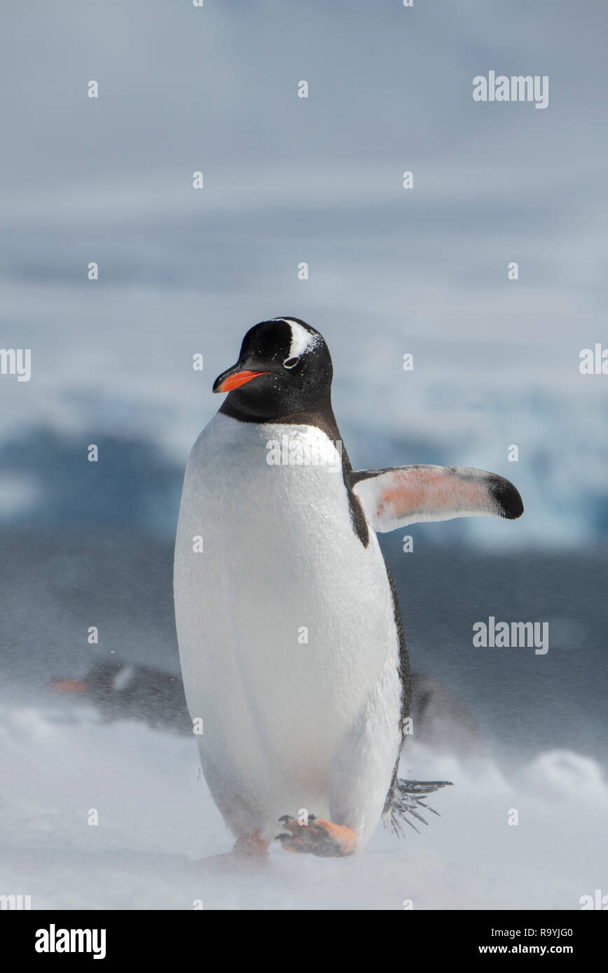 Penguin storm antarctica hi-res stock photography and images - Alamy