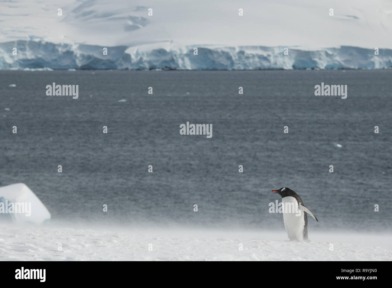 Penguins In A Wind Storm Alsof Ik Mijn Kinderen één Voor één Van