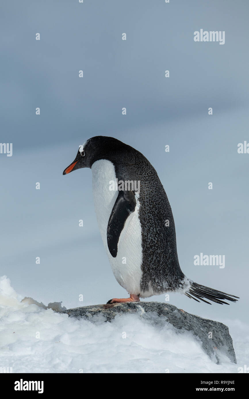 Gentoo penguin in its habitat hi-res stock photography and images - Alamy