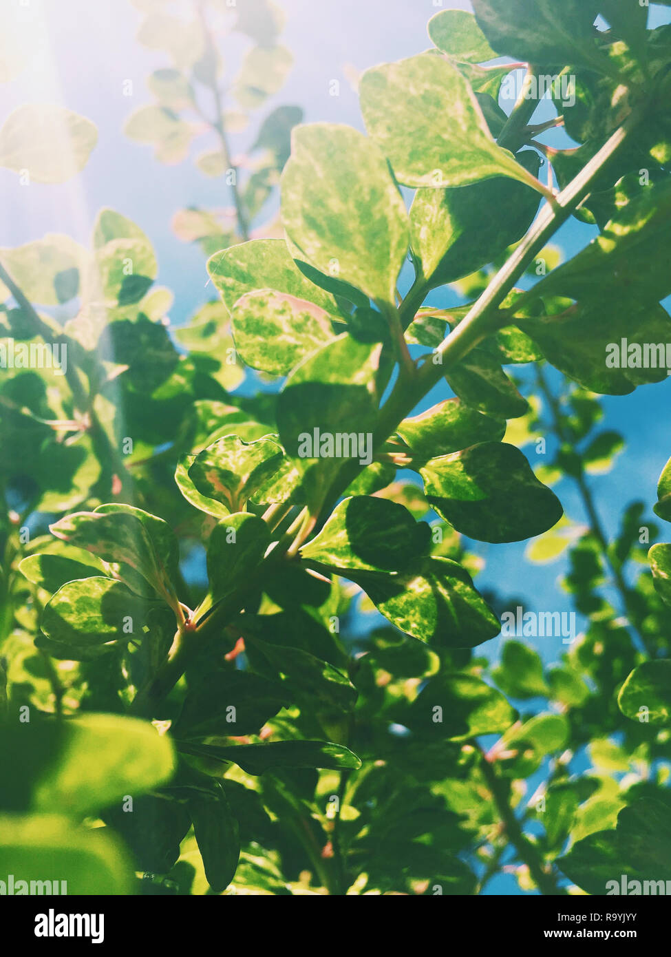 beauty of nature - environment, ecology, plants and gardening concept ...