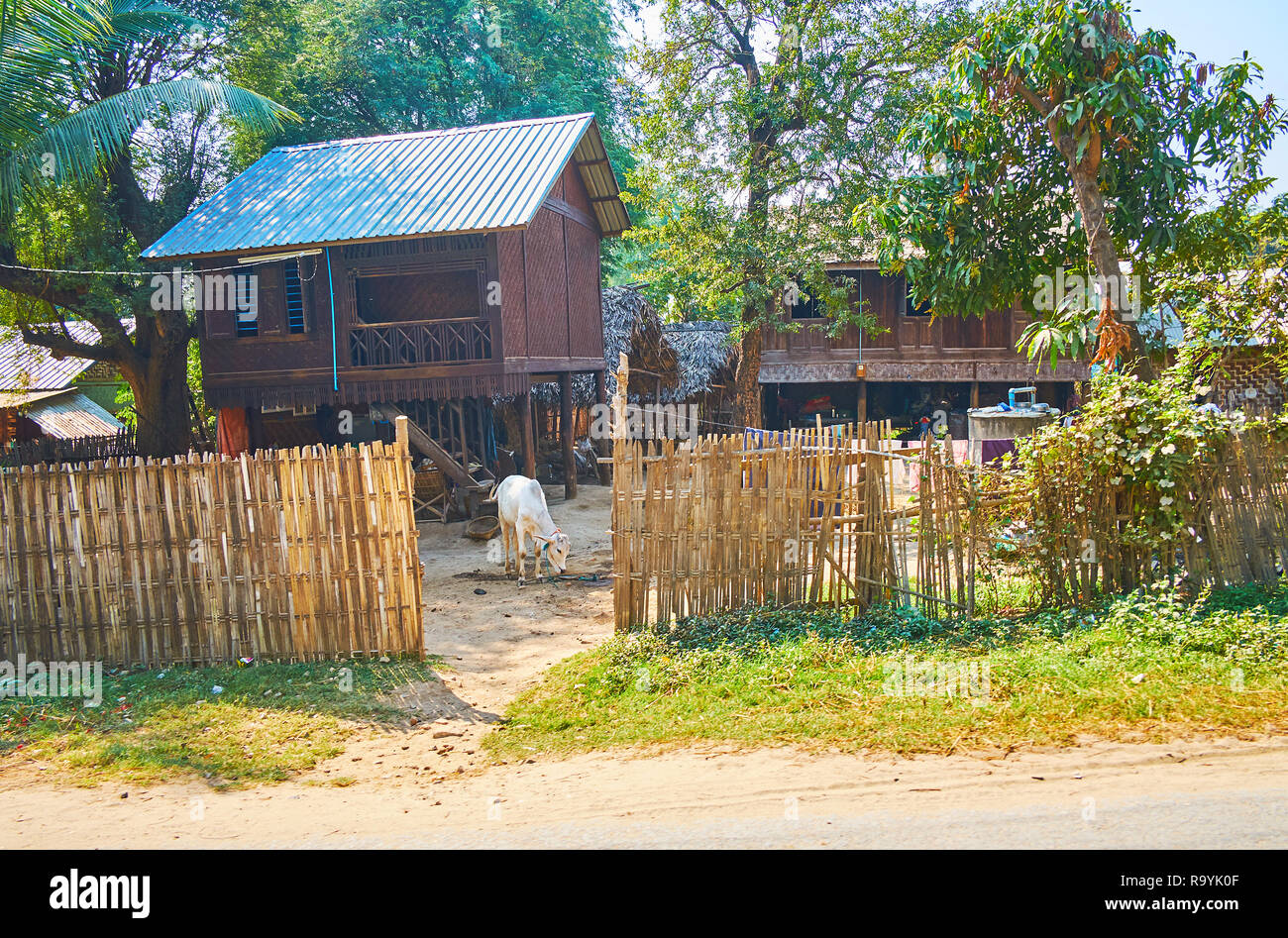 The stilt houses of the local farmer with small calf, grazing in yard ...