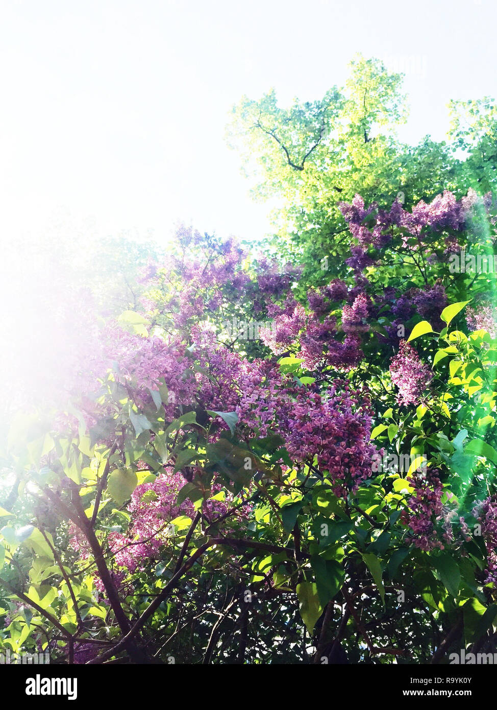 tree in bloom - beauty in nature, landscapes and environment concept ...