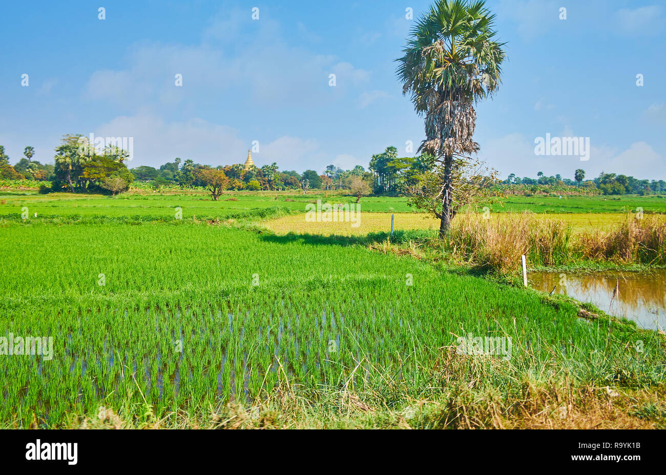The tall palm tree grows between the paddy-field, meadow and water tank ...