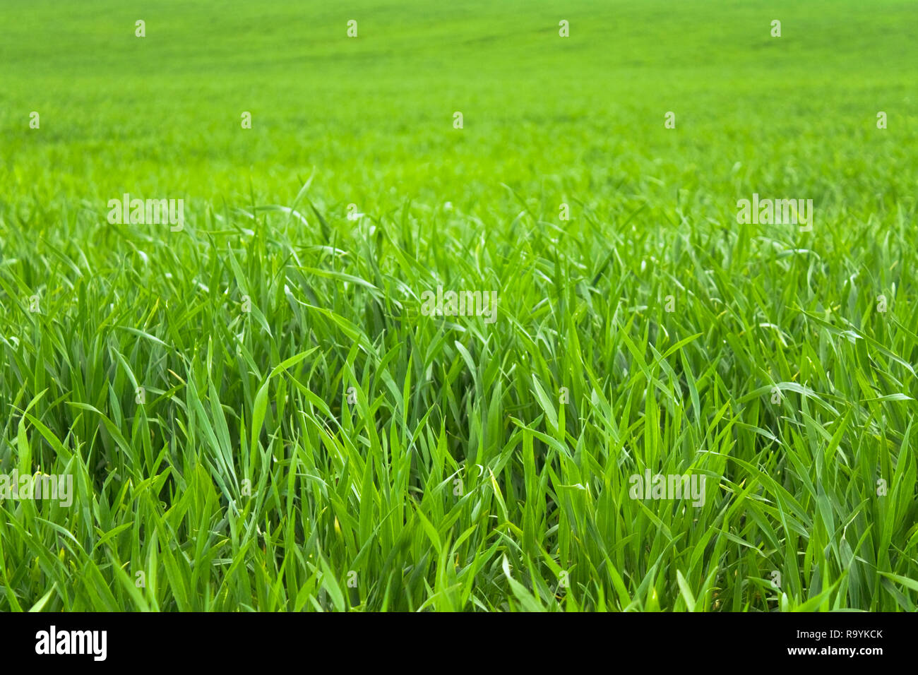 grass on backyard lawn - house, home and gardening concept, elegant ...
